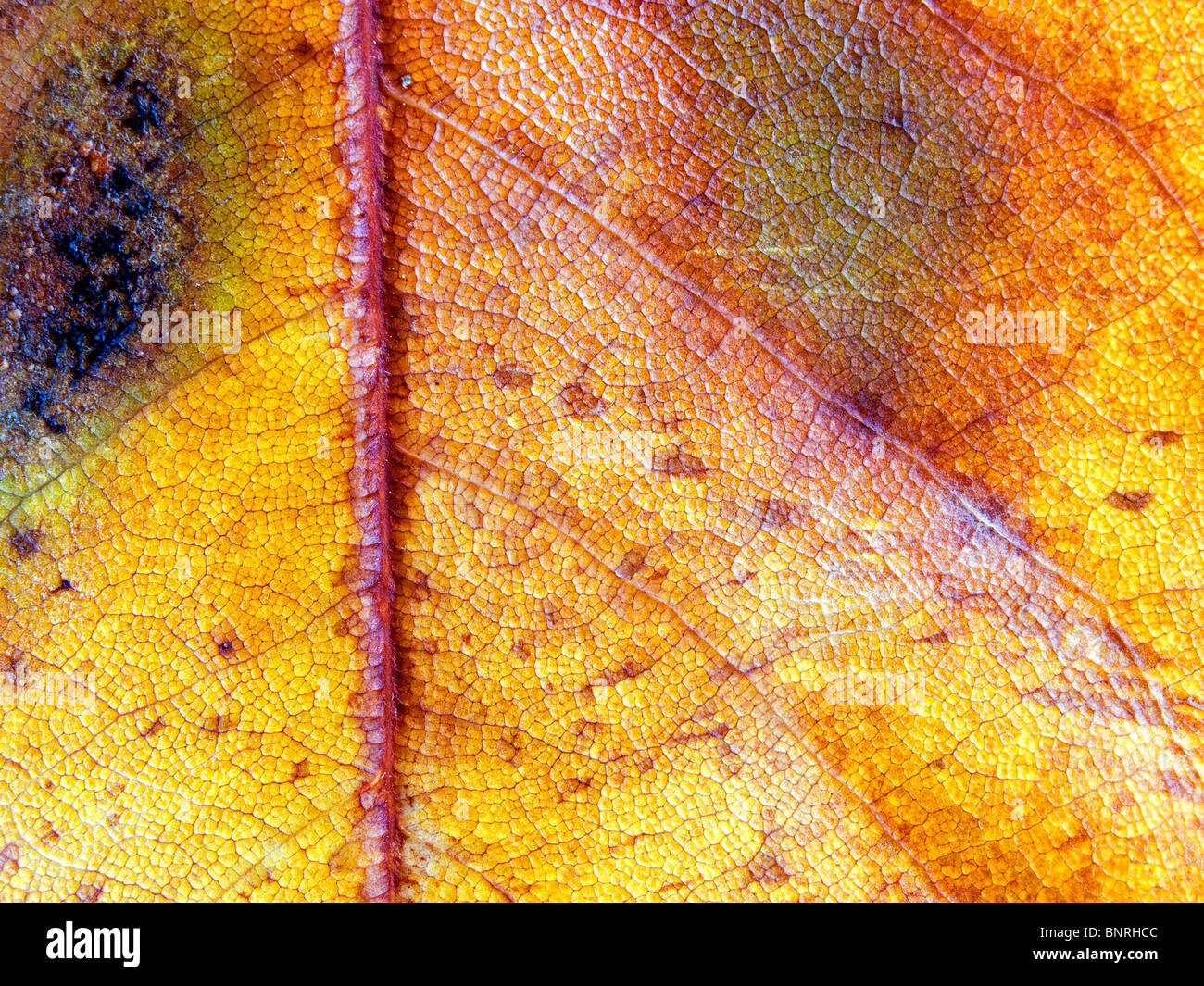 Leaf themes hi-res stock photography and images - Alamy