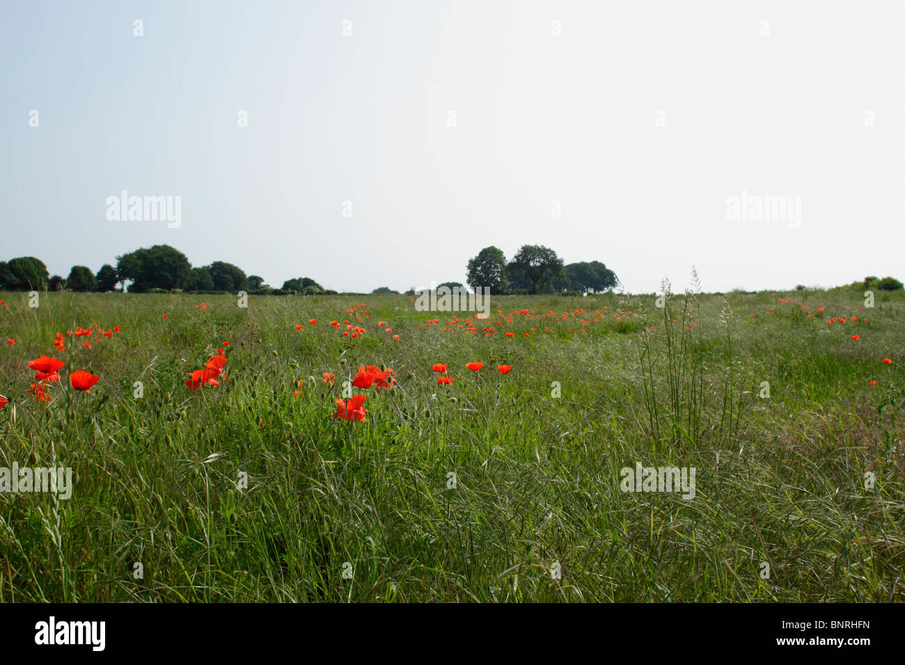 English poppy hi-res stock photography and images - Alamy