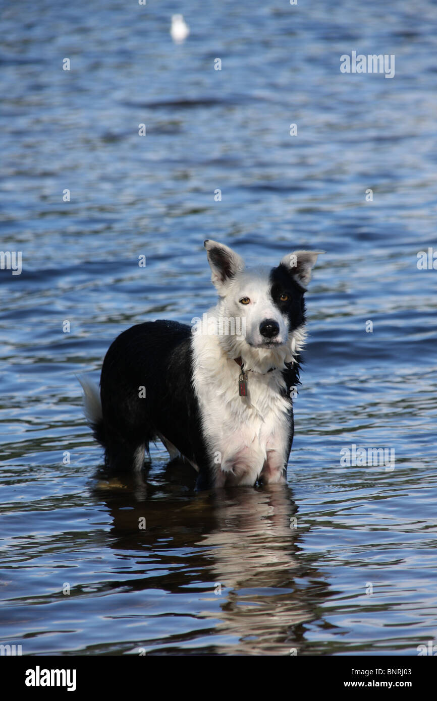 Flynn- My water loving Border Collie Stock Photo - Alamy