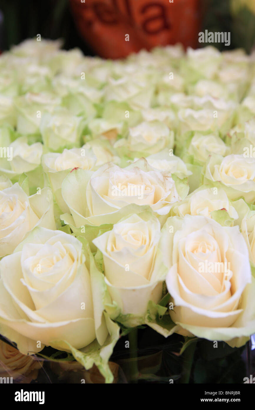 white roses from flower market in amsterdam Stock Photo - Alamy