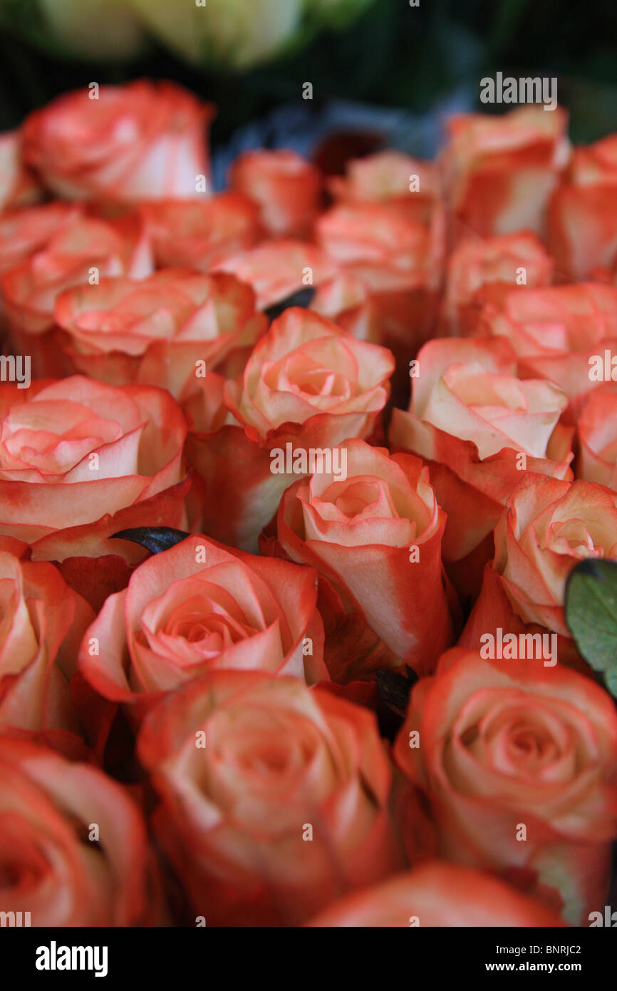 red roses from market in amsterdam Stock Photo - Alamy