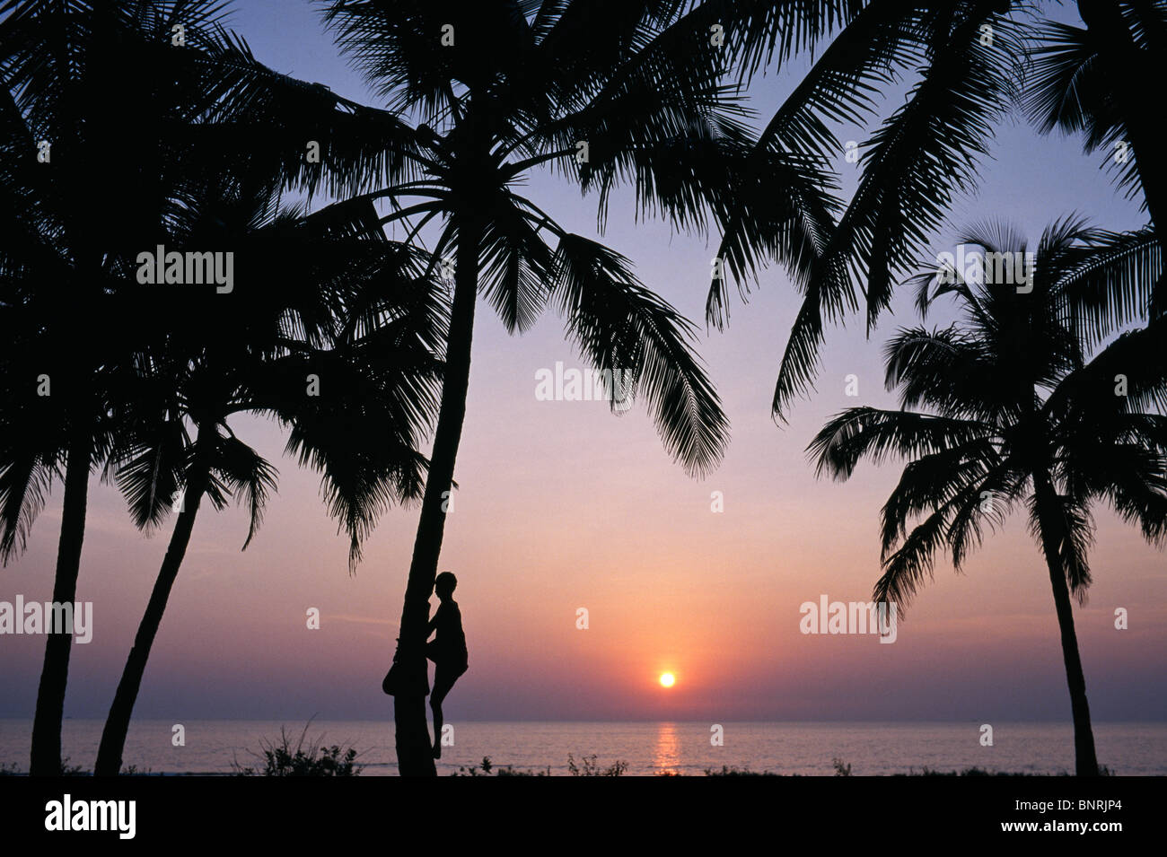 Coconut picker in Goa, India Stock Photo - Alamy