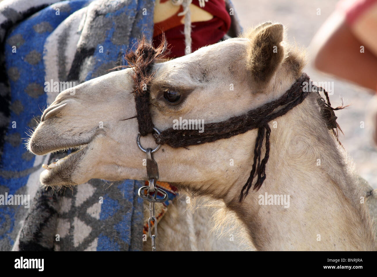Camel Face on a tour in Sharm el Sheikh, Egypt Stock Photo - Alamy