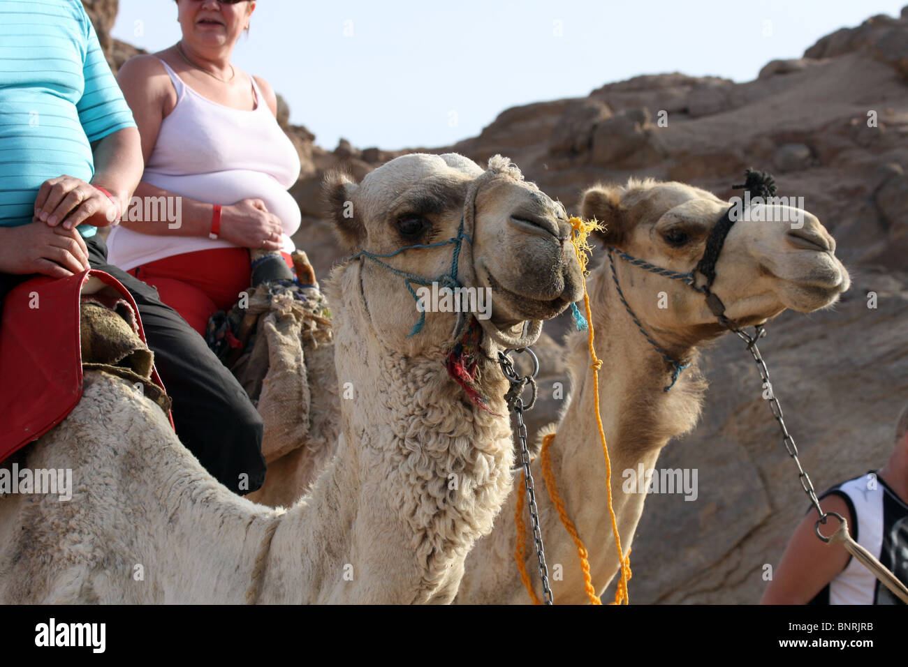 Camel Ride in Sharm el Sheikh Egypt Stock Photo - Alamy