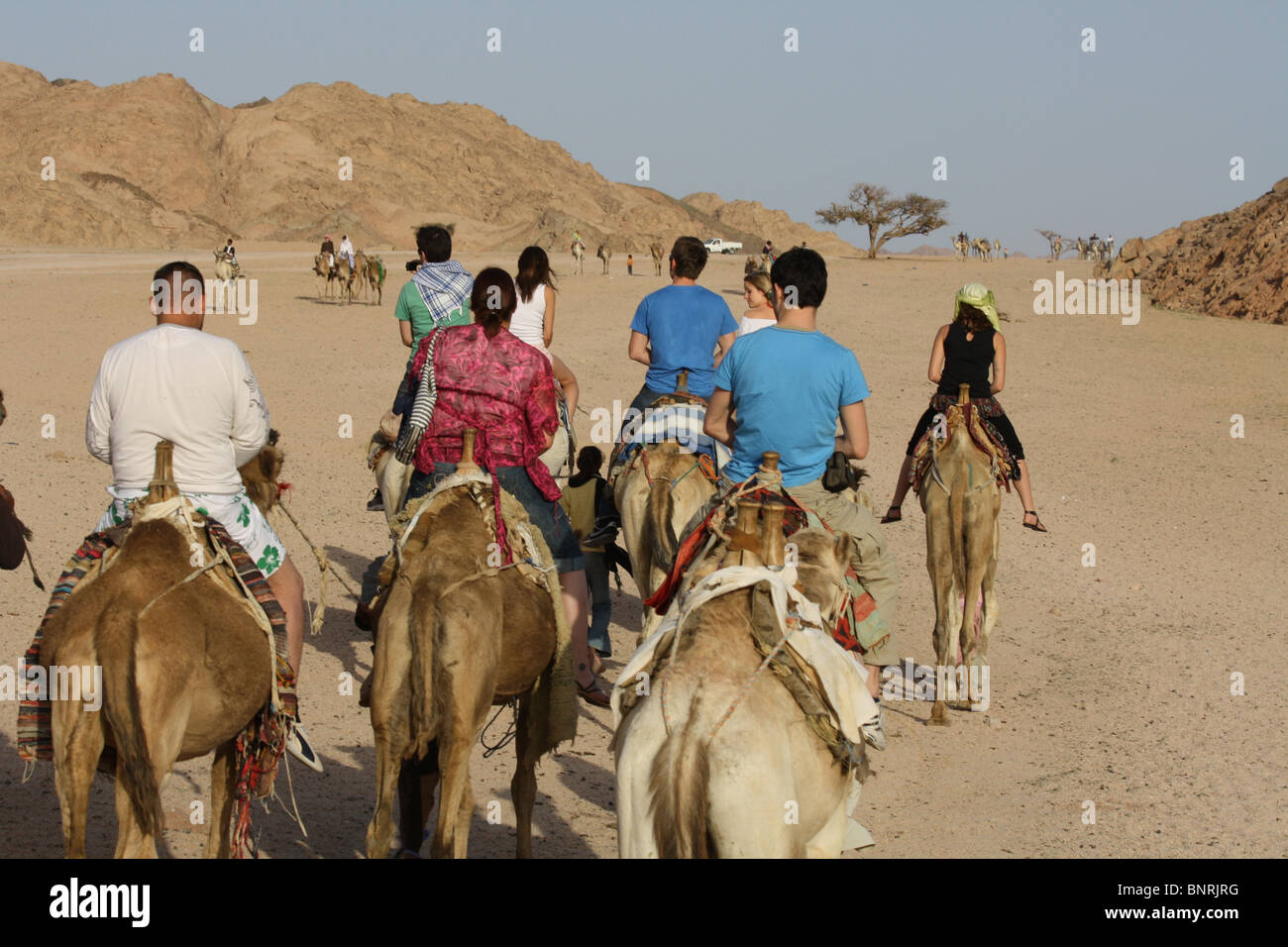 Day trip camel ride in desert Sharm el sheikh egypt Stock Photo - Alamy