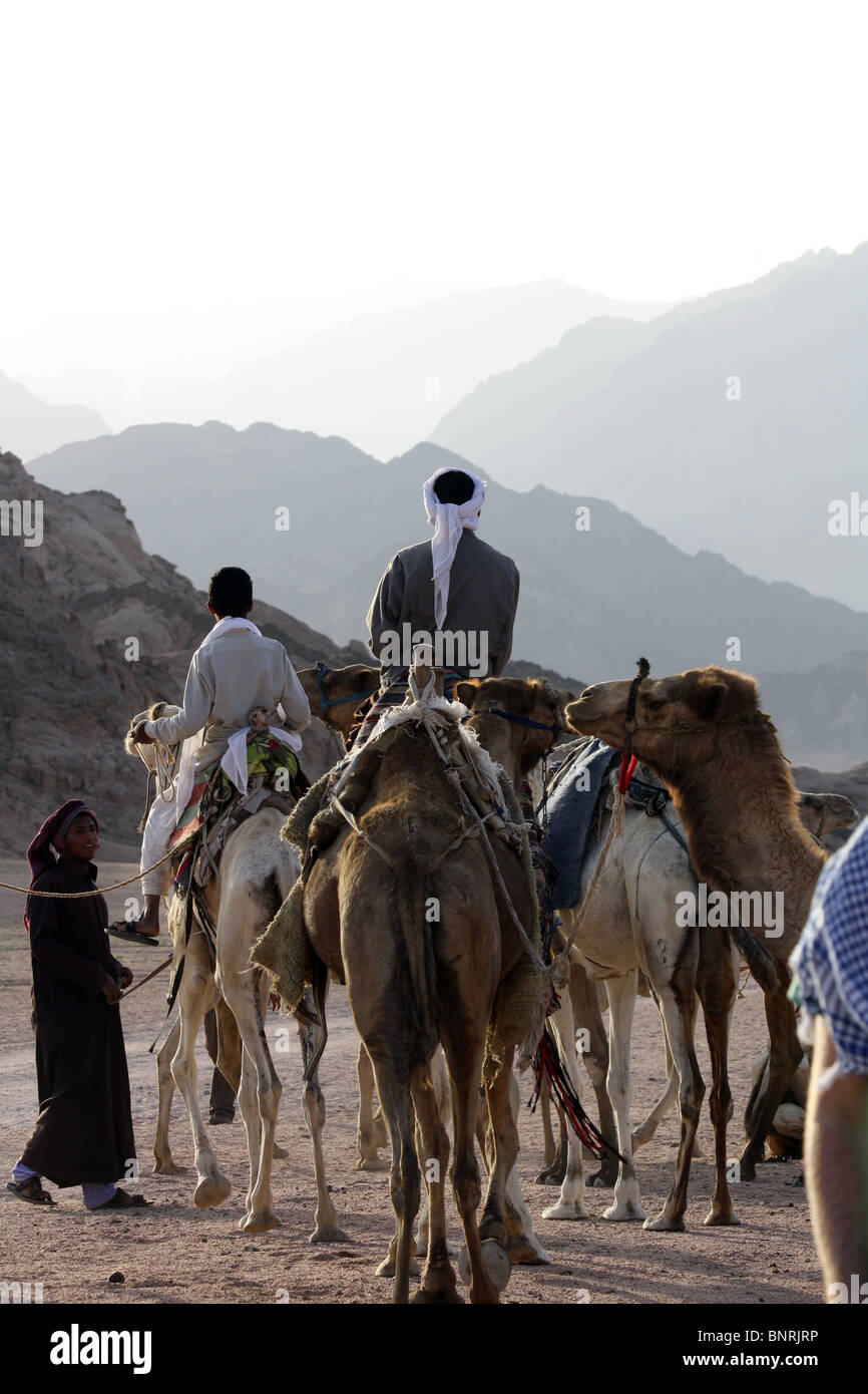 Camel handler hi-res stock photography and images - Alamy