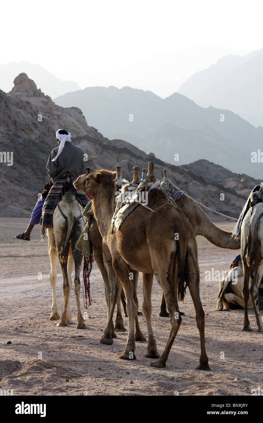 Camel handler hi-res stock photography and images - Alamy