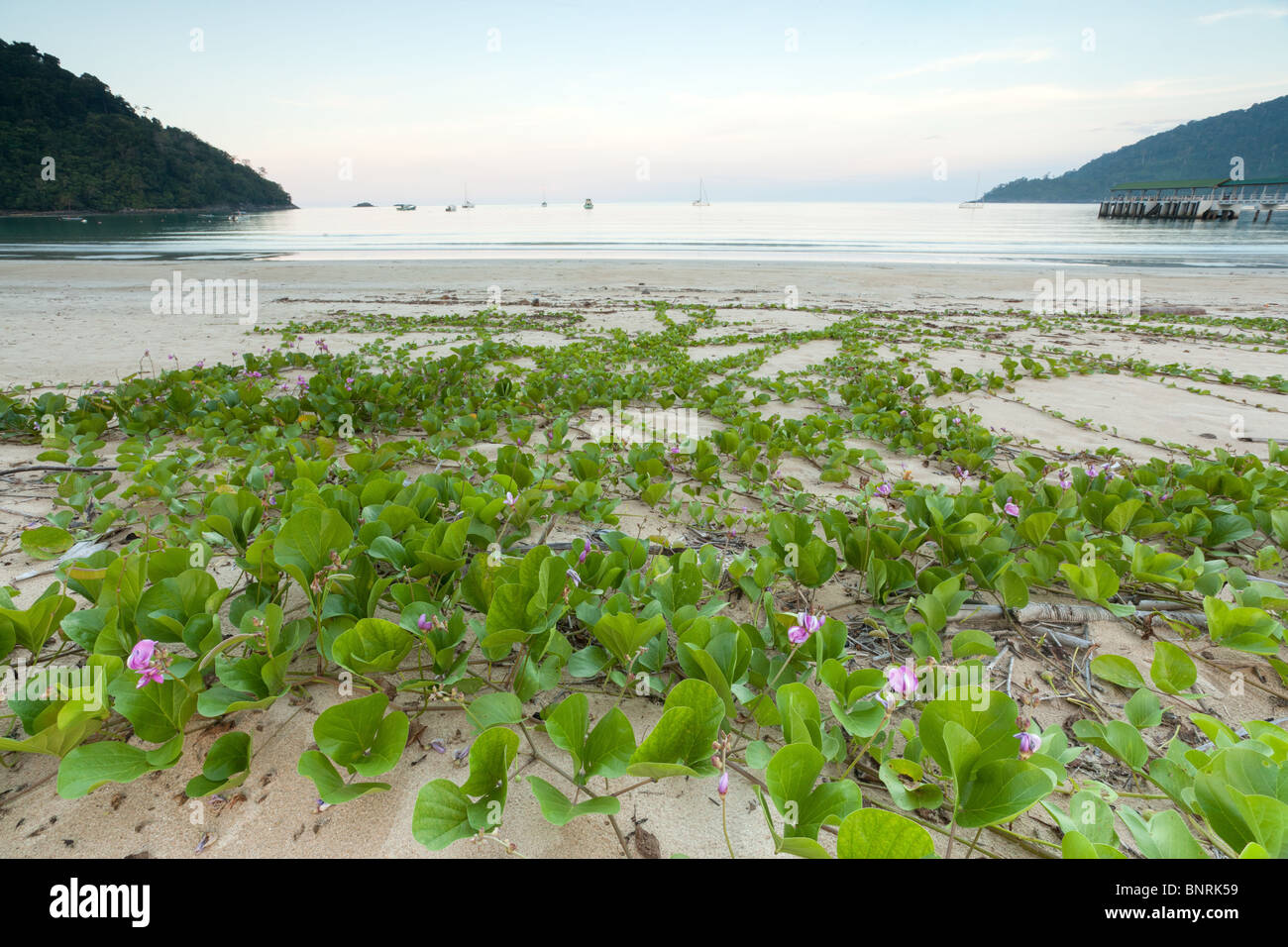 juara beach at dusk on tioman island, malaysia Stock Photo - Alamy
