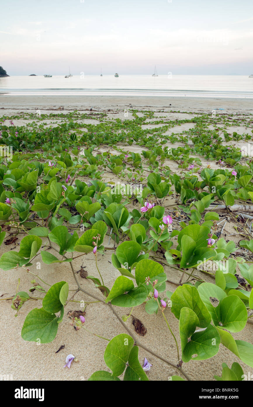 juara beach at dusk on tioman island, malaysia Stock Photo - Alamy