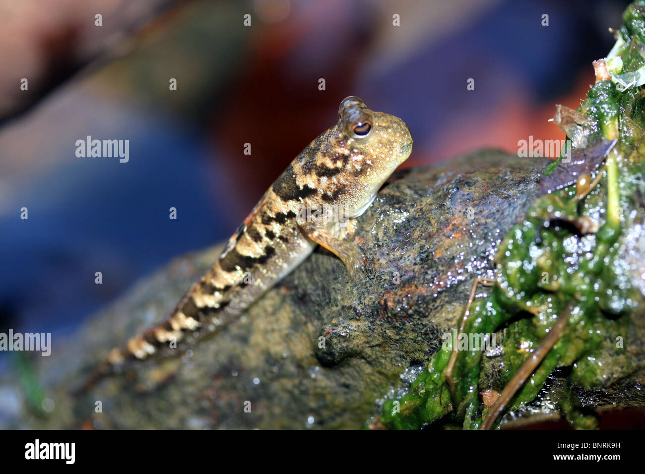 Goby fish hi-res stock photography and images - Alamy