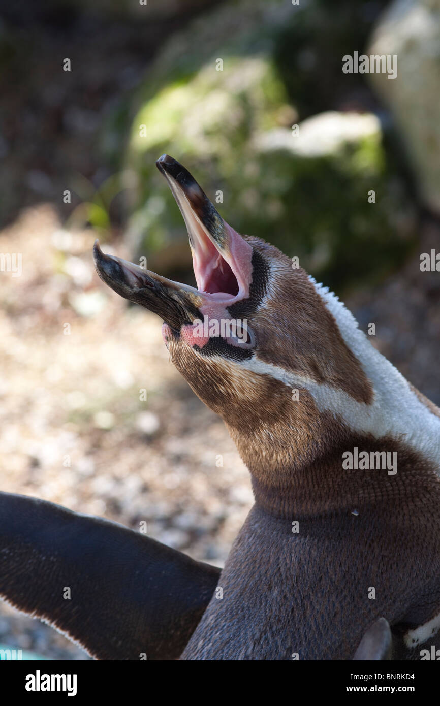 Four calling birds hi-res stock photography and images - Alamy