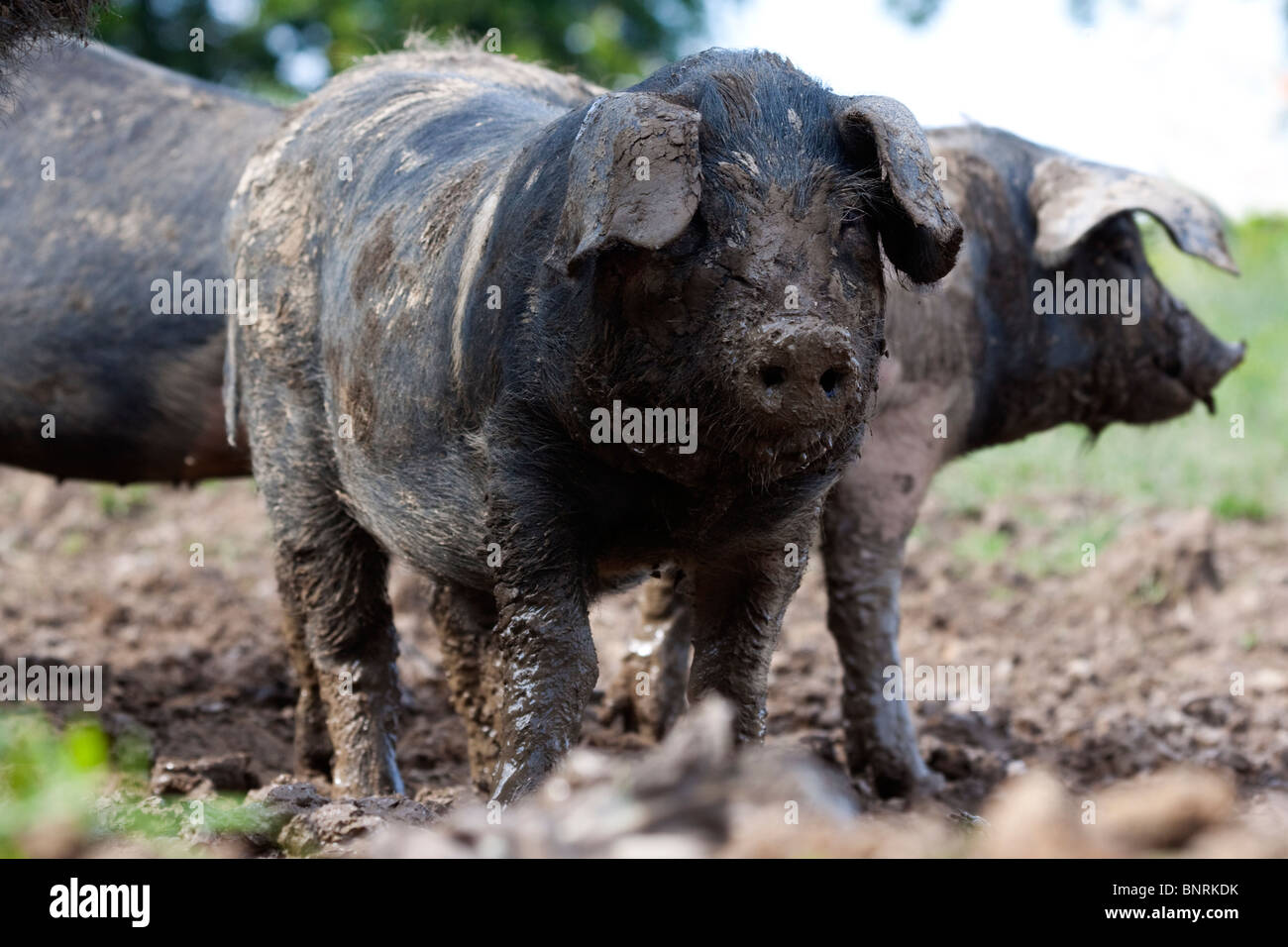 Saddleback pig breed hi-res stock photography and images - Alamy