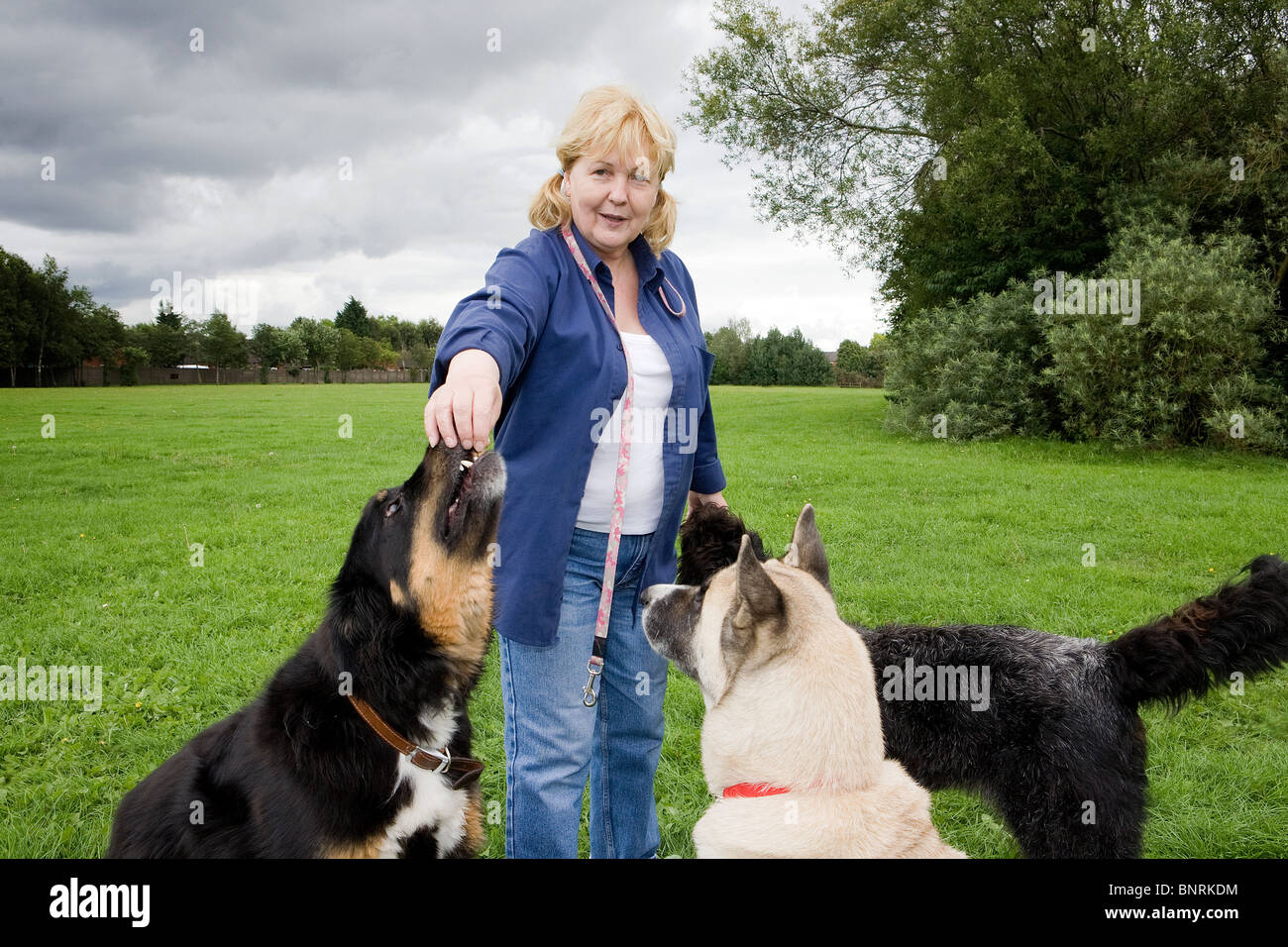 Train dogs collar hi-res stock photography and images - Alamy