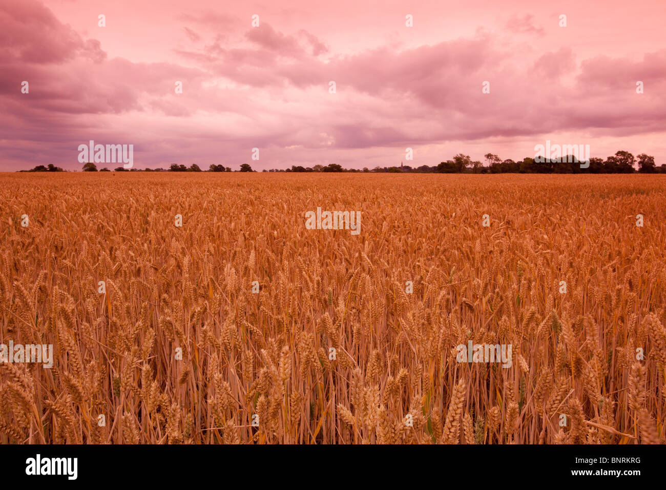 The new site of the battle of Bosworth discovered by Dr Glenn Foard in ...