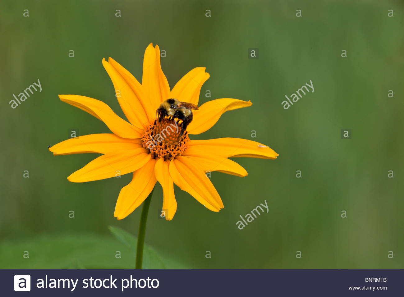 False Bee High Resolution Stock Photography and Images - Alamy