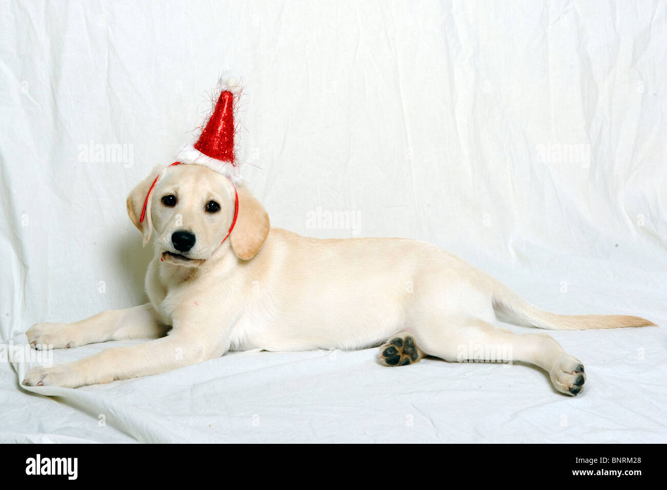 Labrador retriever puppy at Christmas Stock Photo - Alamy