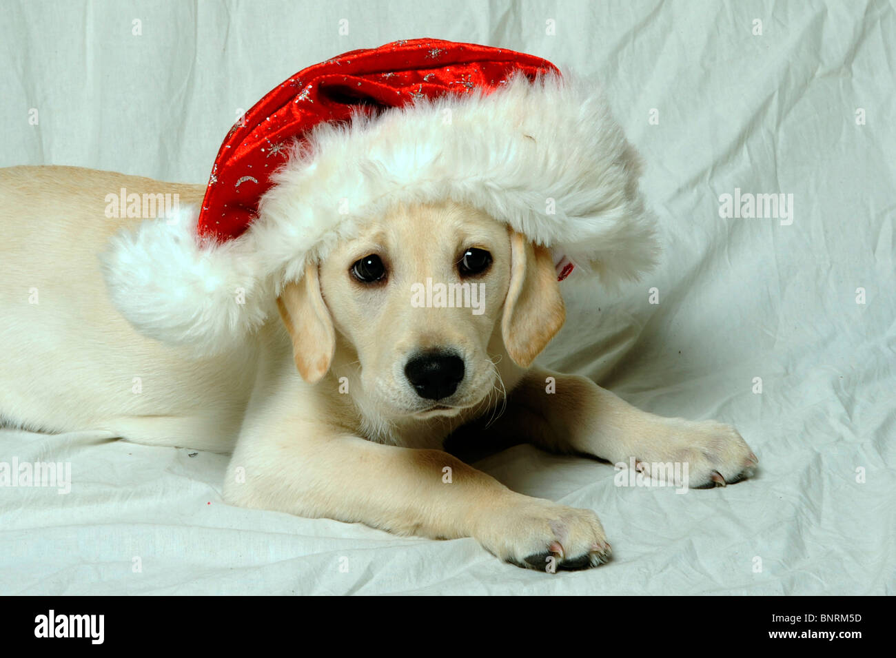 Labrador retriever puppy at Christmas Stock Photo - Alamy