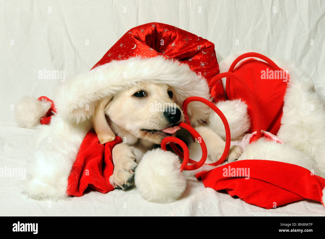 Labrador retriever puppy at Christmas Stock Photo - Alamy