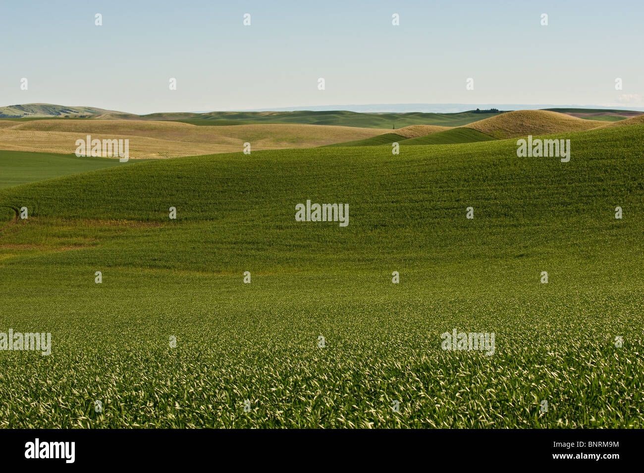 Rolling wheat hills in Palouse, Washington state Stock Photo - Alamy