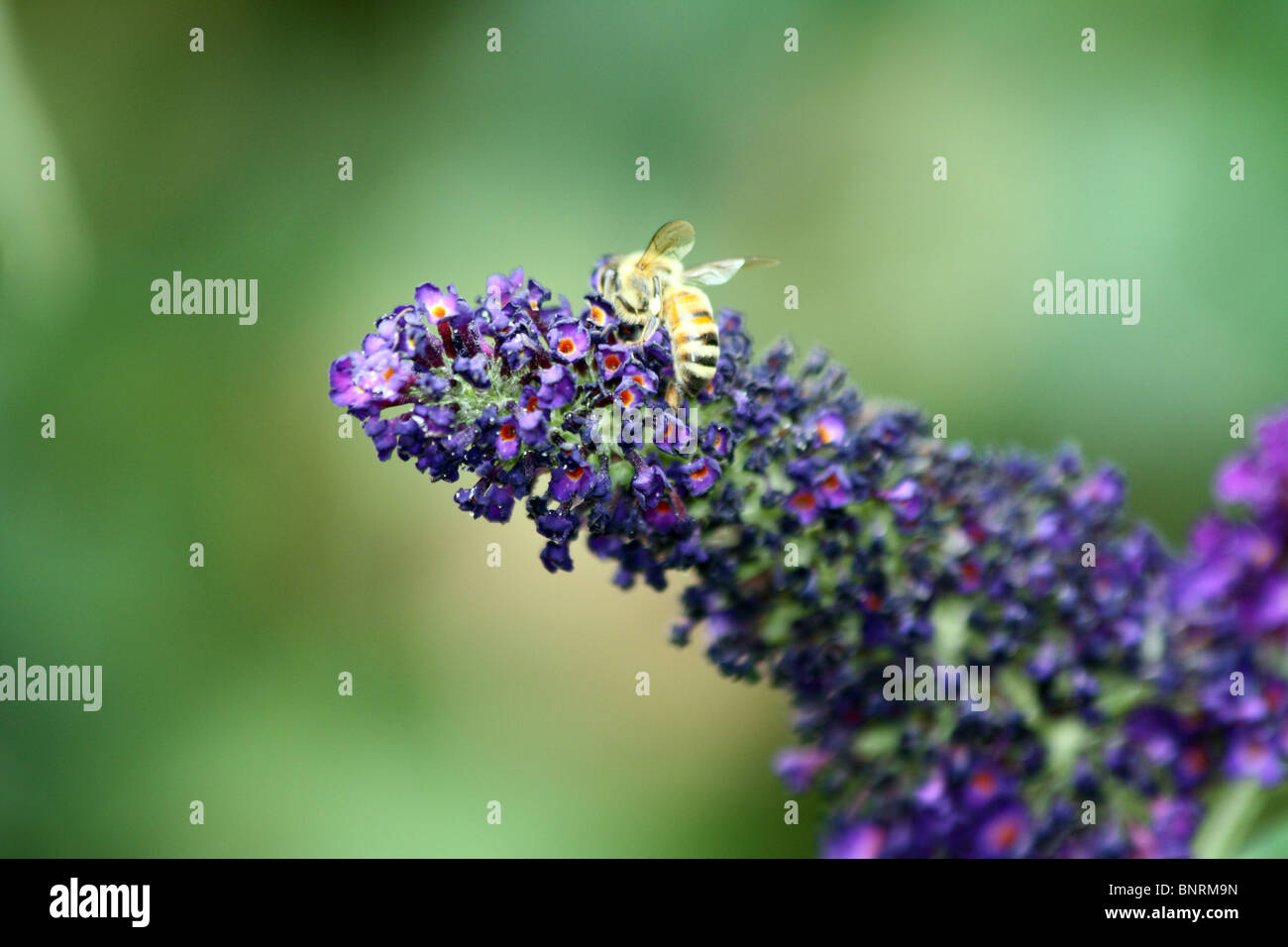 Honey Bee collecting pollen from purple Buddleja Stock Photo - Alamy