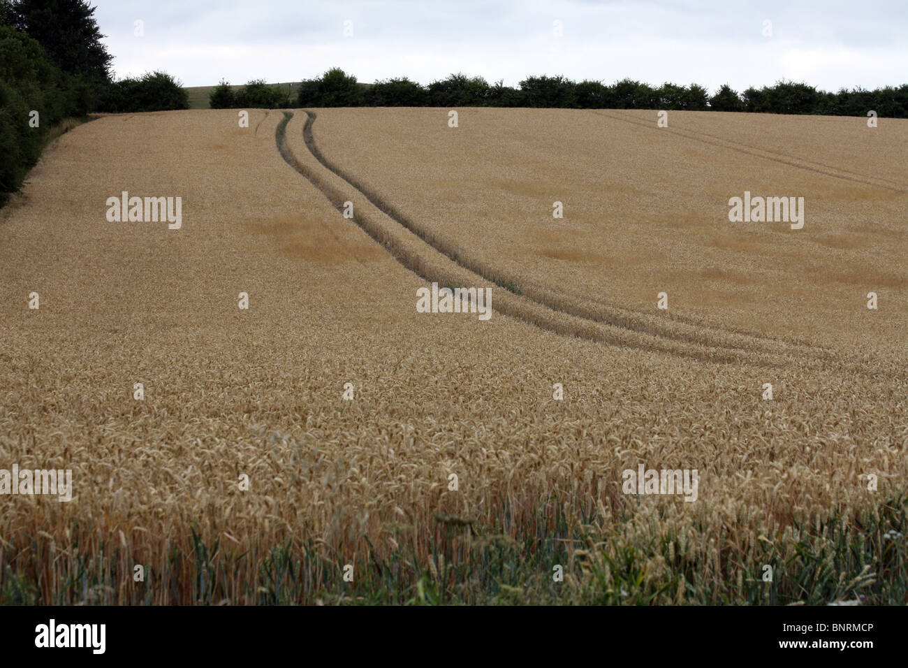 Wheat summer england hi-res stock photography and images - Alamy