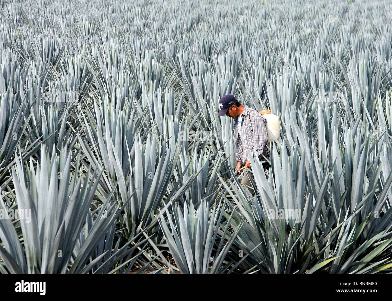 A worker is manuring a field of Agaves near by Puebla, Mexico, South ...