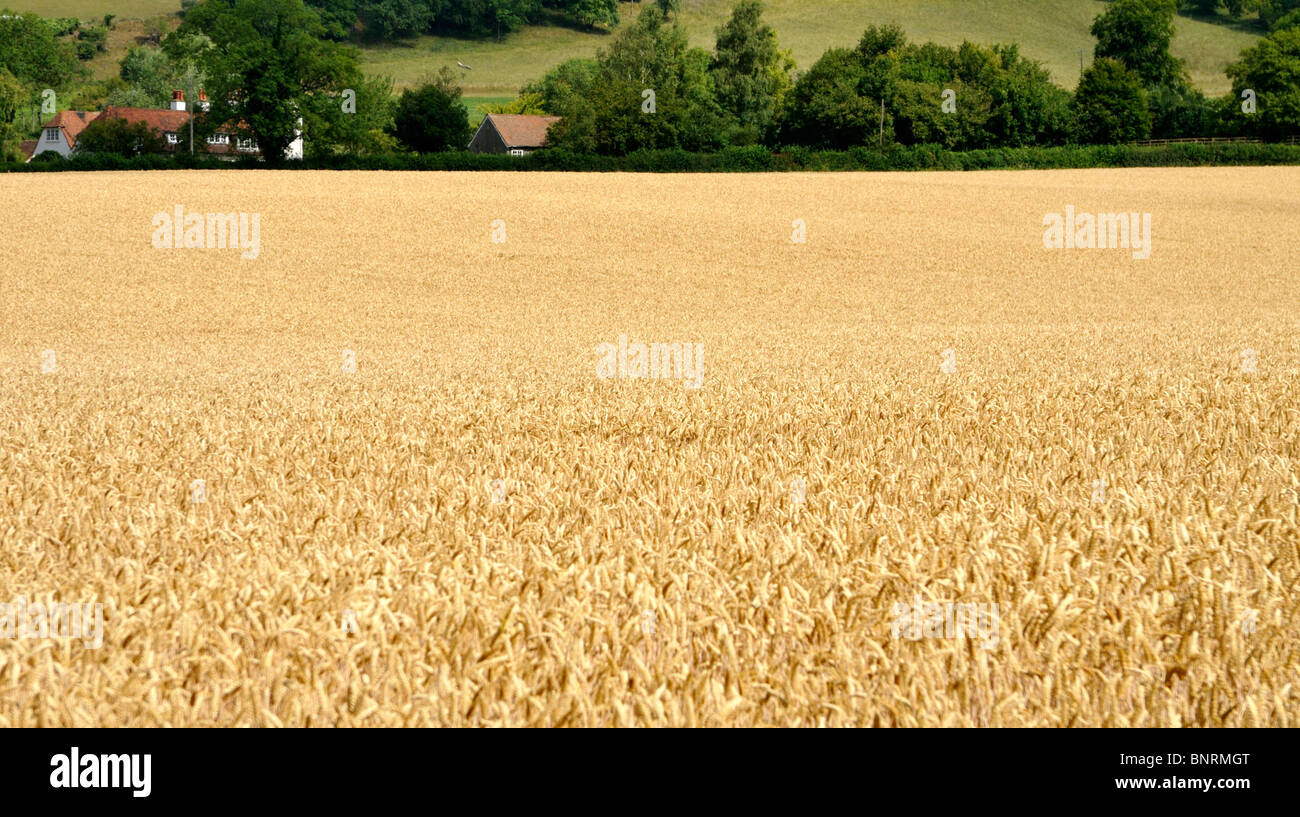 English summer wheat field Stock Photo - Alamy