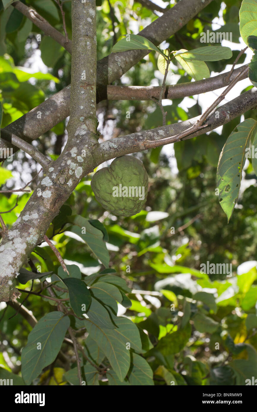 Cherimoya - Annona cherimola Stock Photo - Alamy