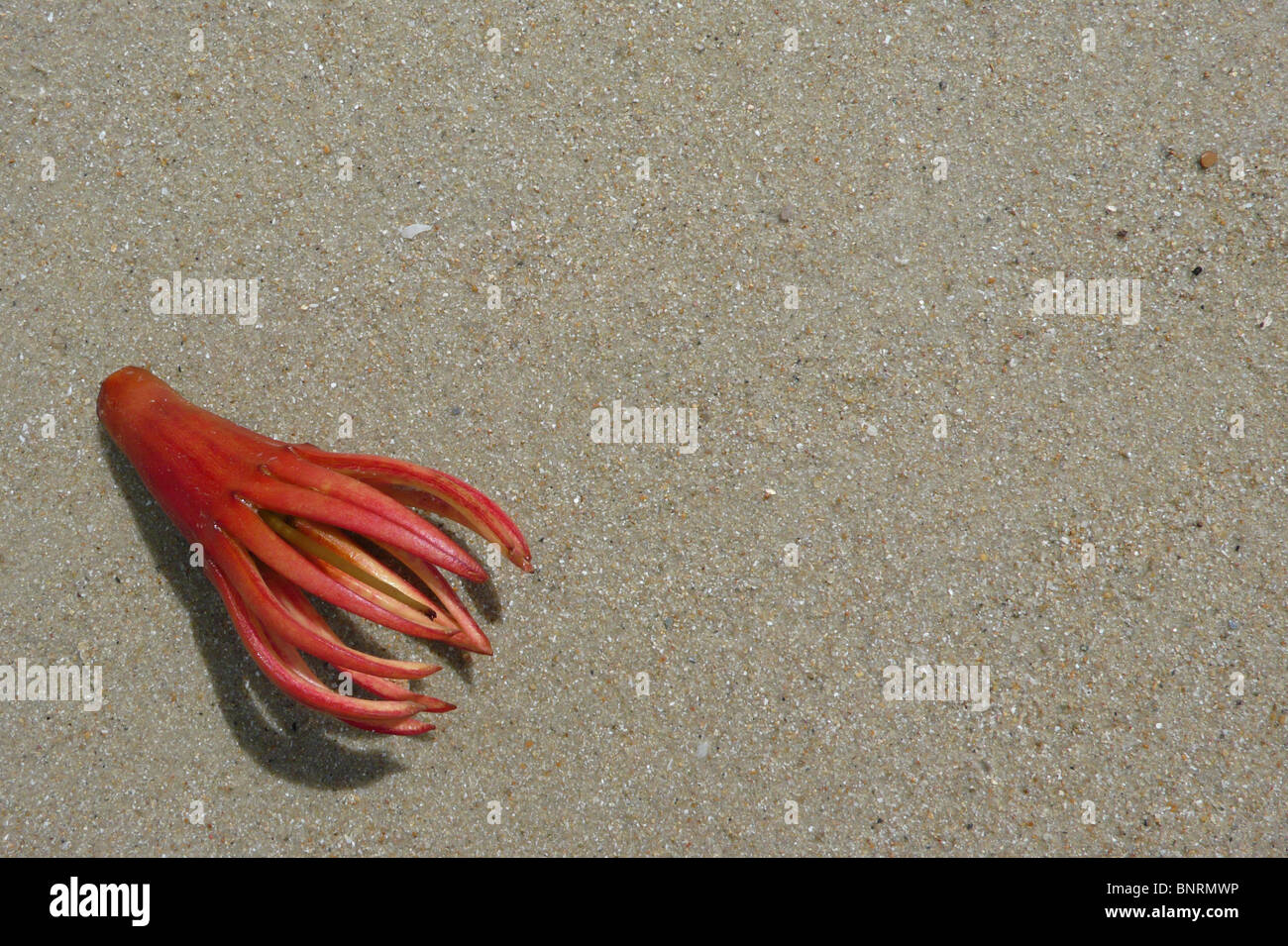 Beach seed hi-res stock photography and images - Alamy