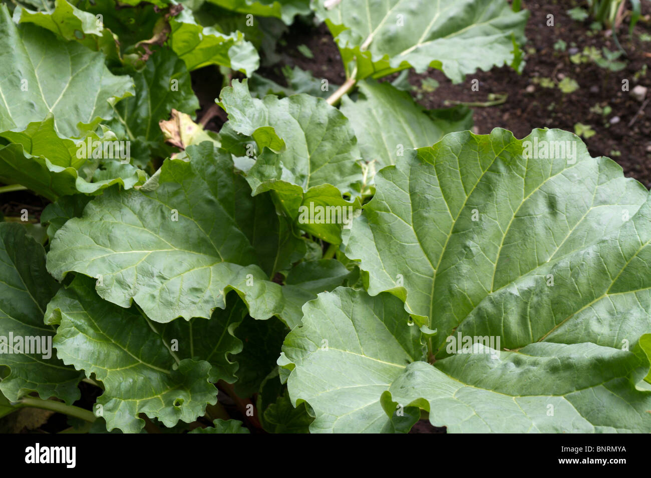 Rhubarb Rheum medicinal plant herb Stock Photo - Alamy