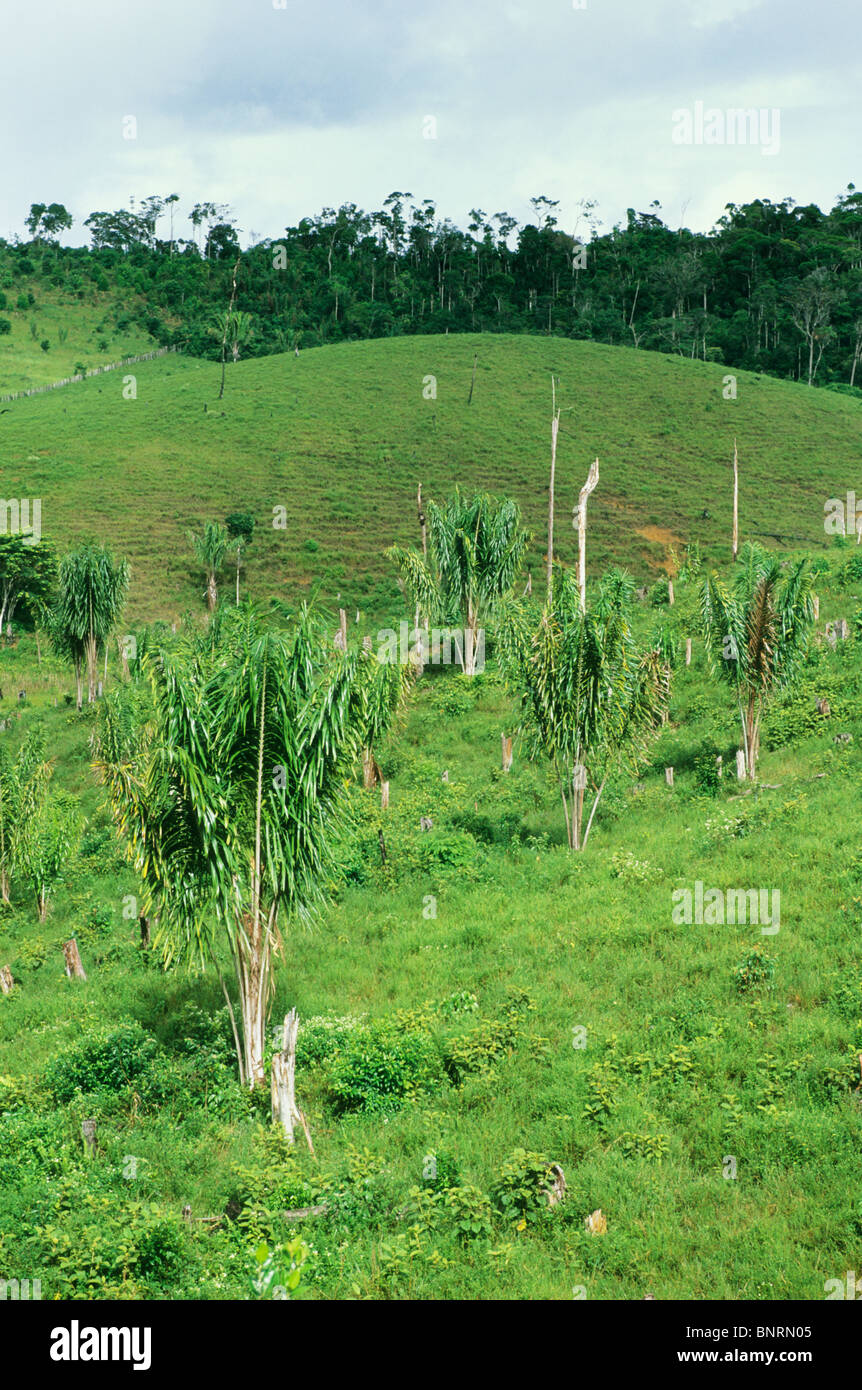 Brazil, Bahia State, deforestation of Atlantic Forest, Una area ...