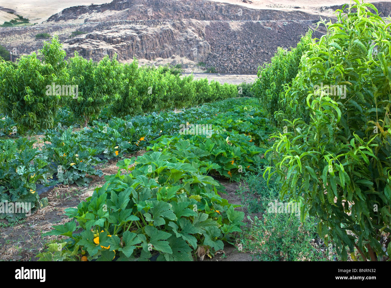 Intercropping Images
