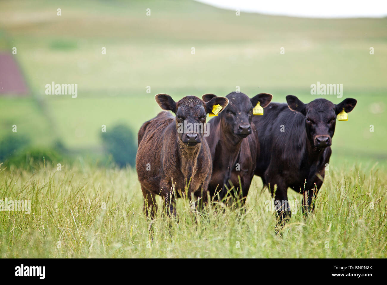 Three aberdeen angus cattle in hi-res stock photography and images - Alamy