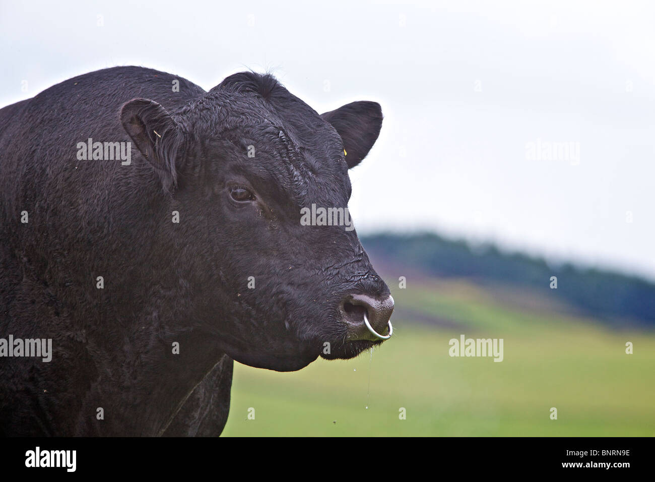 Aberdeen Angus bull in pasture field against a background of out of ...
