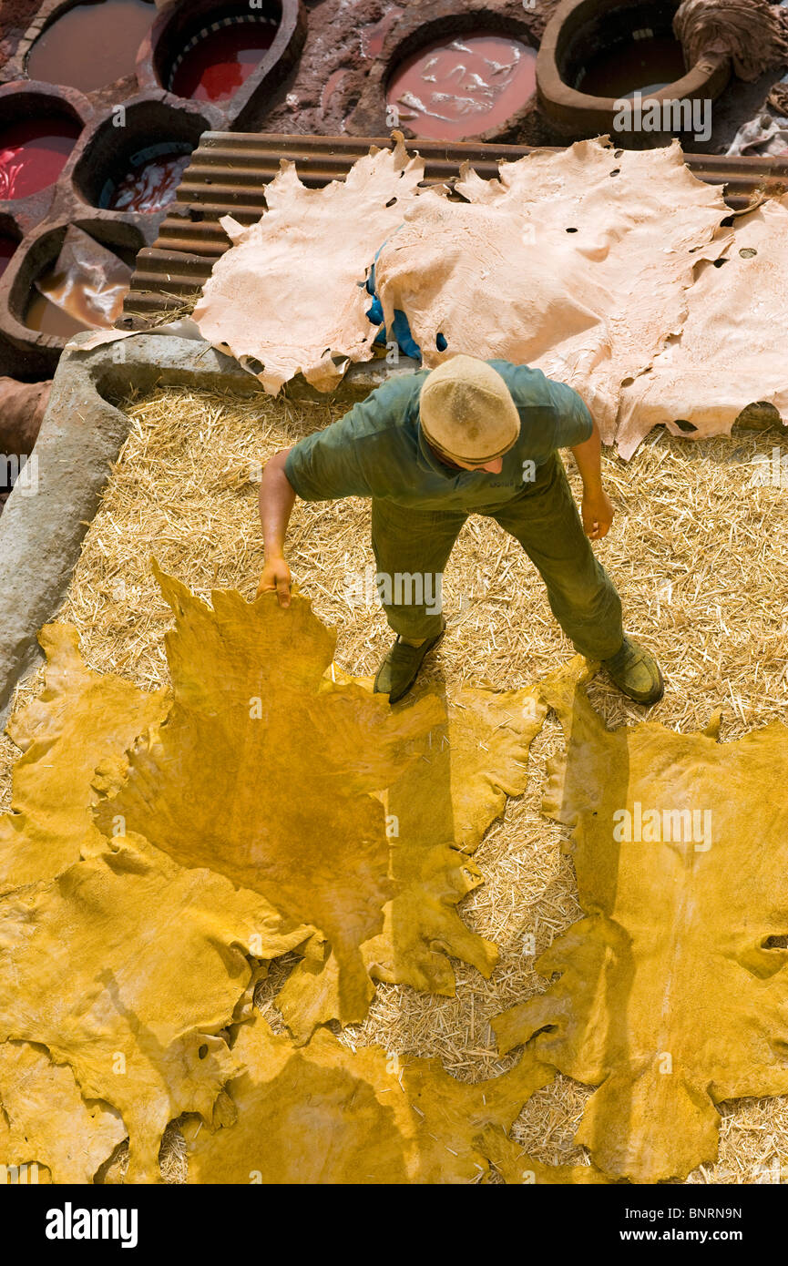 A man moving drying animal skins at the largest tannery in Fes, Morocco ...