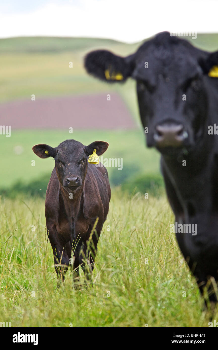 Aberdeen Angus calf with mother in pasture field against a background ...
