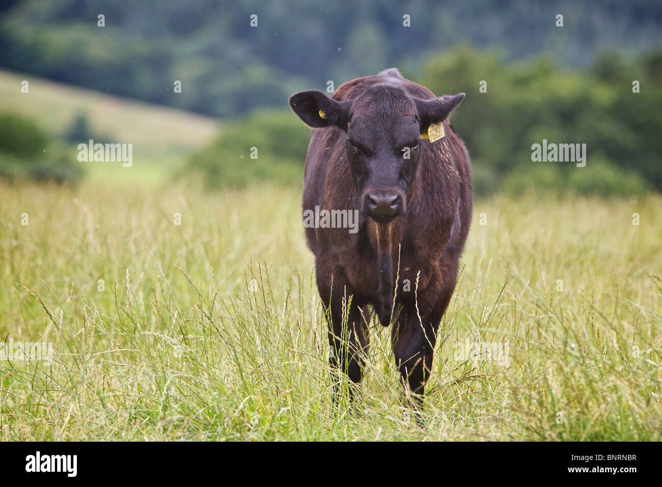 Aberdeen angus cattle hi-res stock photography and images - Alamy