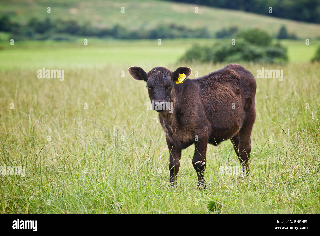 Aberdeen Angus calf in pasture field against a background of out of ...