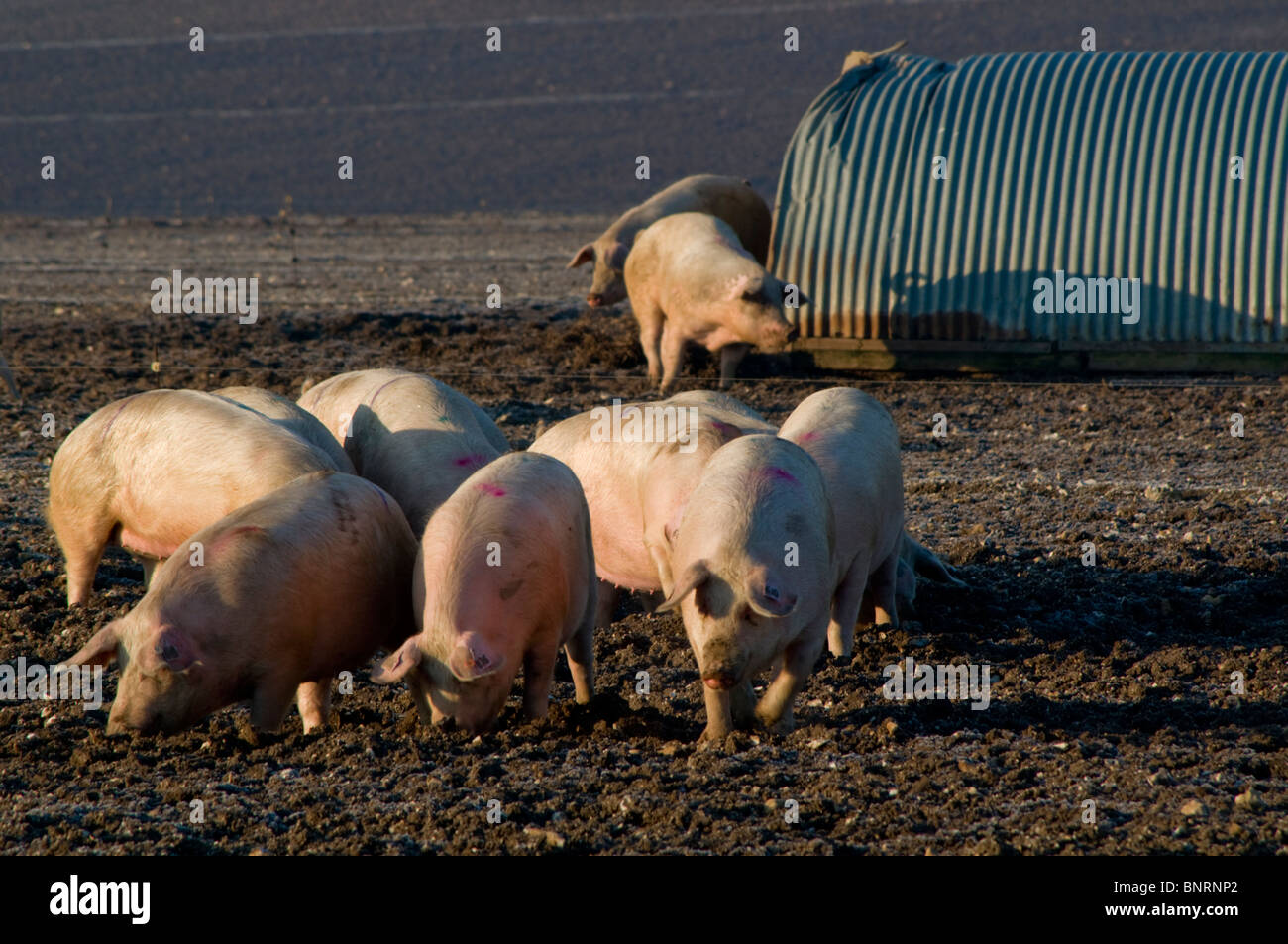 Pig farming hi-res stock photography and images - Alamy