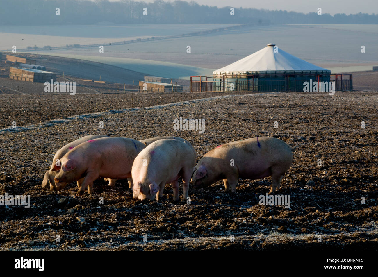 europe; UK, england, wiltshire, pig farming free range Stock Photo - Alamy