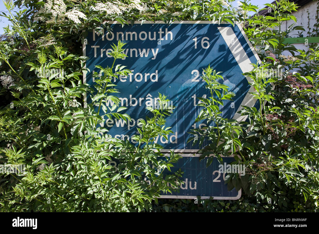 Road sign obscured by hedge Wales UK Stock Photo - Alamy
