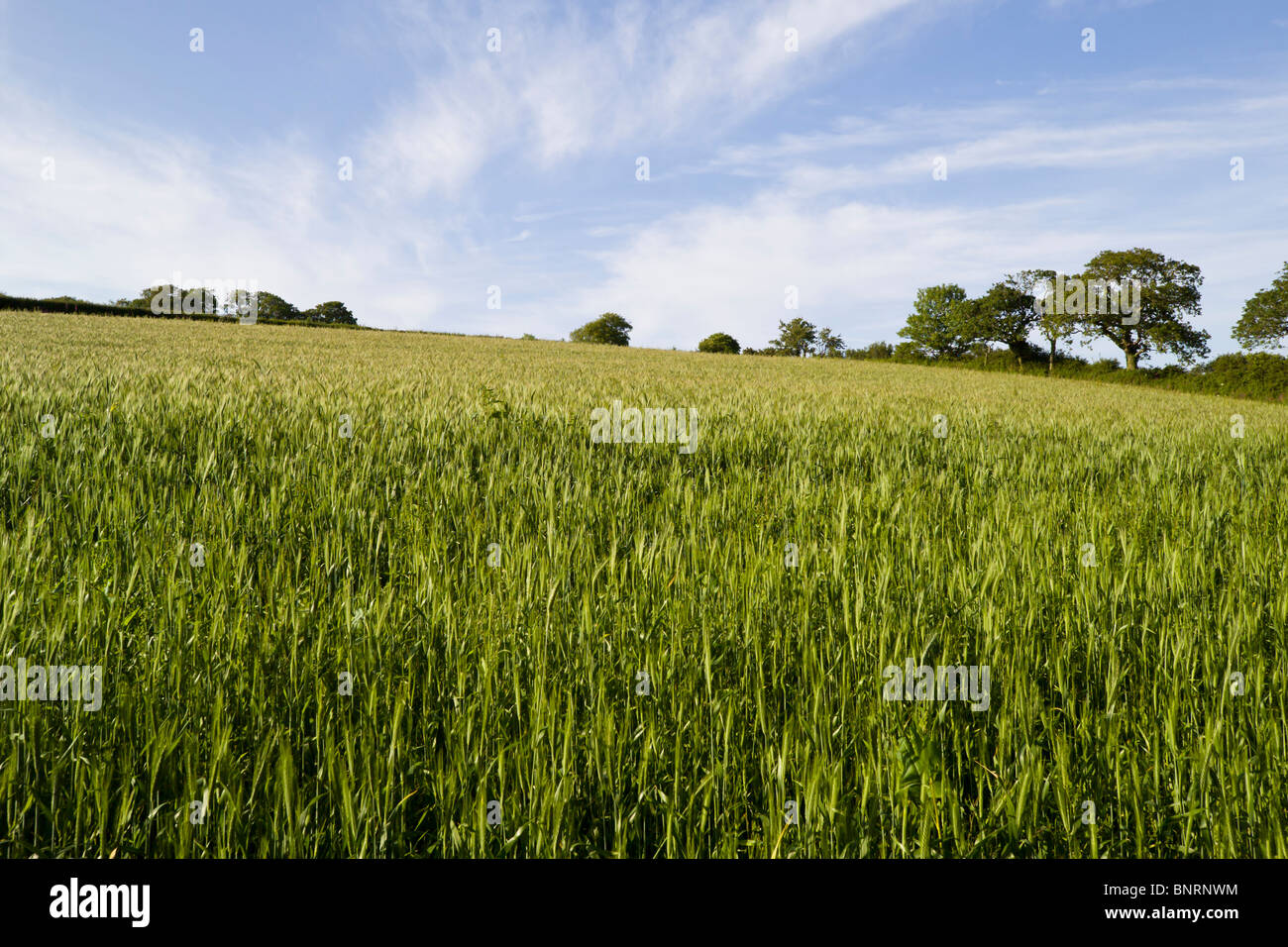 Sky in Manaccan, Cornwall (England Stock Photo - Alamy