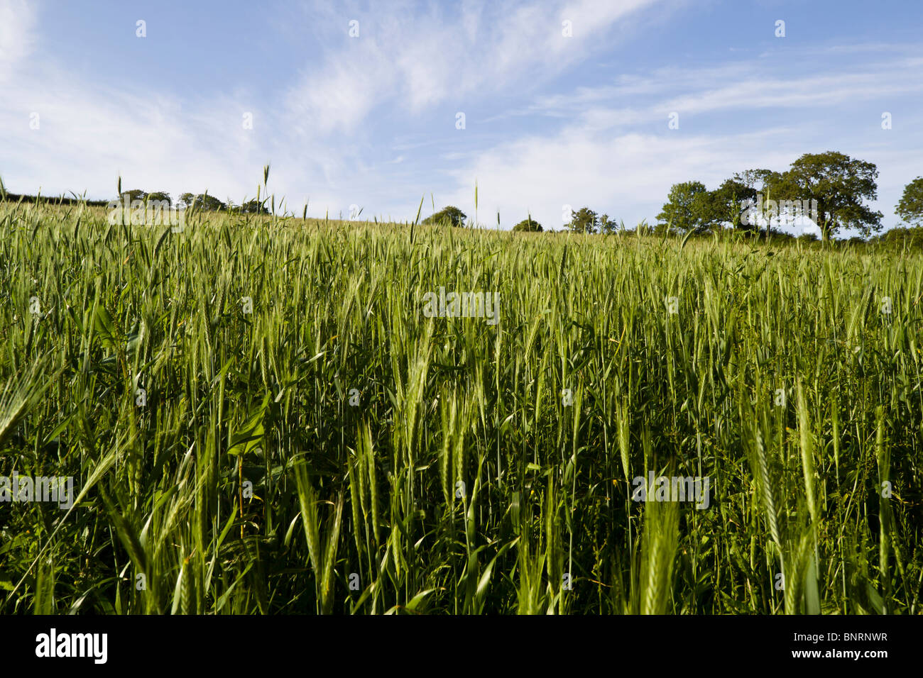 Plantations in Manaccan, Cornwall (England Stock Photo - Alamy