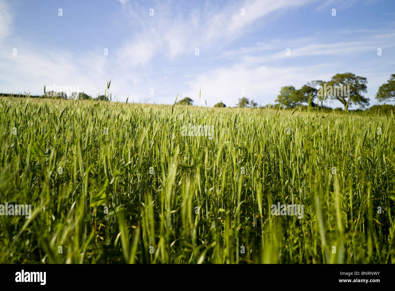 Manaccan hi-res stock photography and images - Alamy