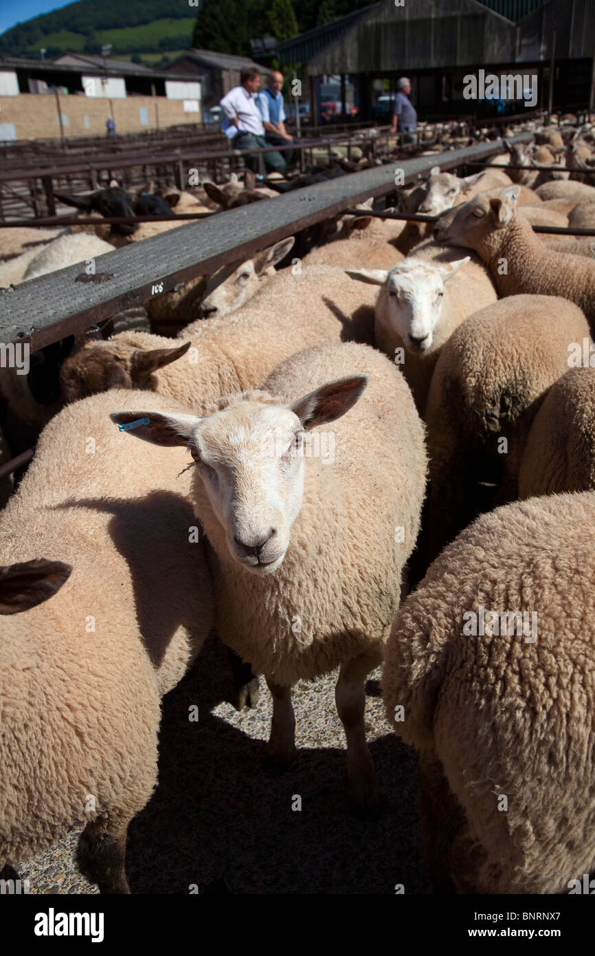 Sheep market hi-res stock photography and images - Alamy