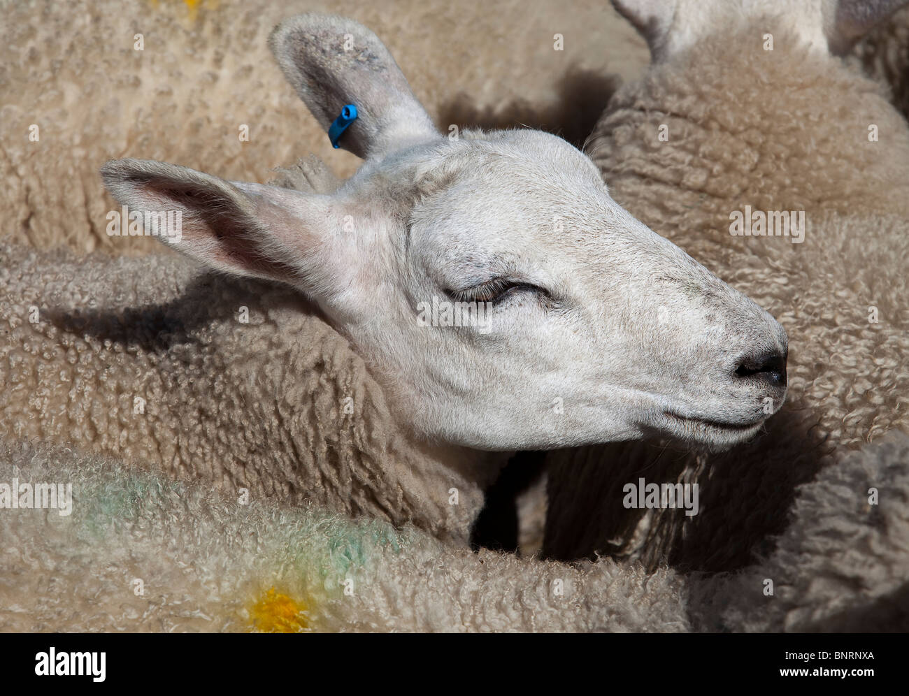 Ear tagged sheep hi-res stock photography and images - Alamy
