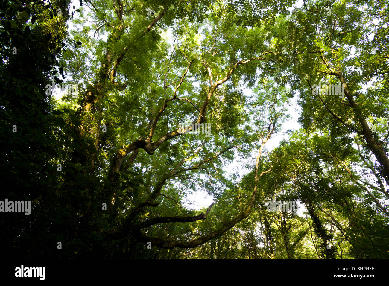 Manaccan Stock Photos & Manaccan Stock Images - Alamy