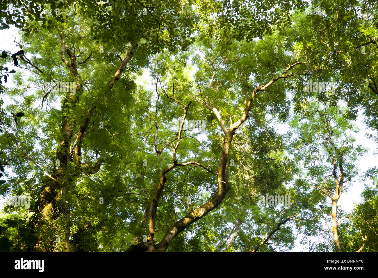 Sunlight dappling a view looking up into a tree canopy in a UK Cornish ...