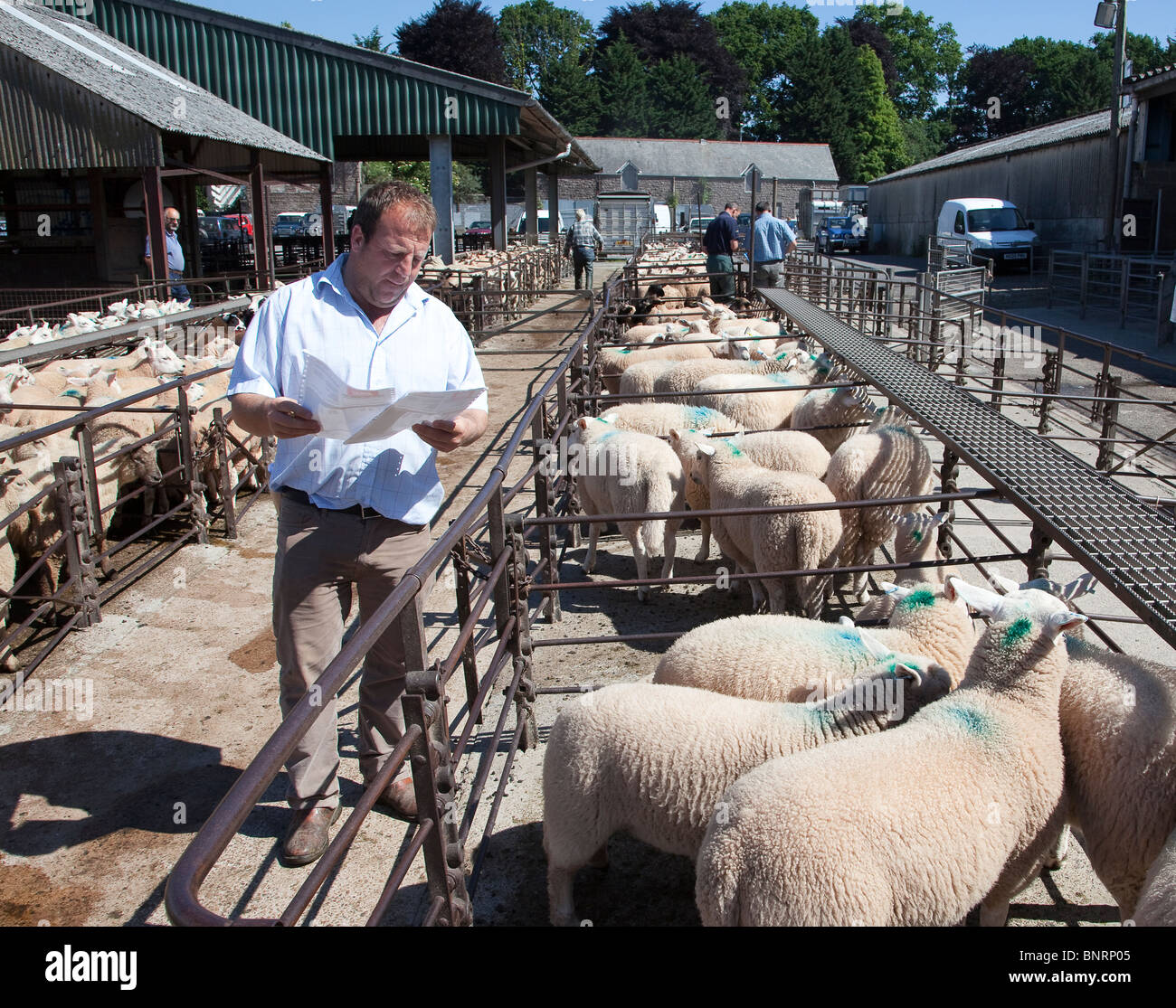 Abergavenny market sheep farming hi-res stock photography and images ...