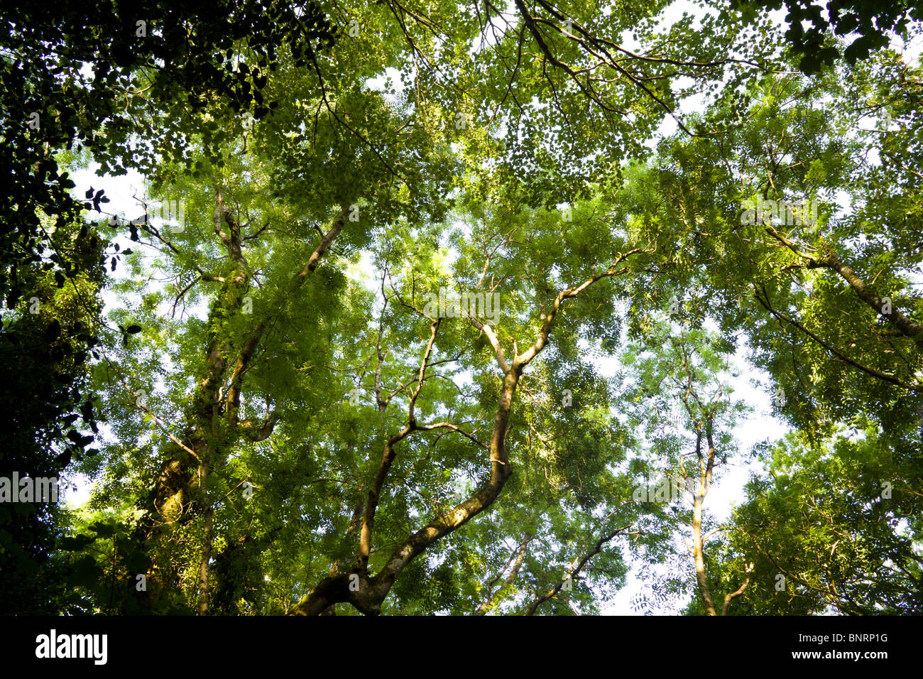 Sunlight dappling a view looking up into a tree canopy in a UK Cornish ...